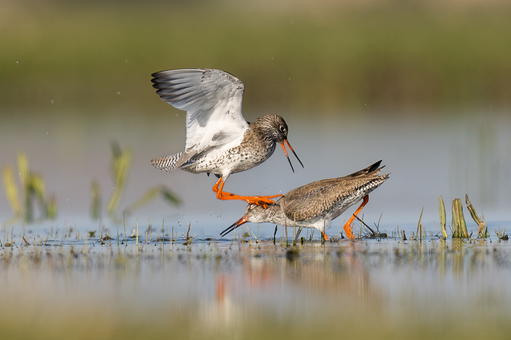 Birdpix.nl :: View bird picture - Tringa totanus / Tureluur / Common ...