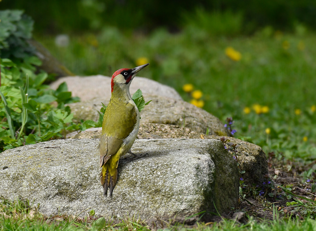 Birdpix.nl :: View bird picture - Picus viridis / Groene Specht ...