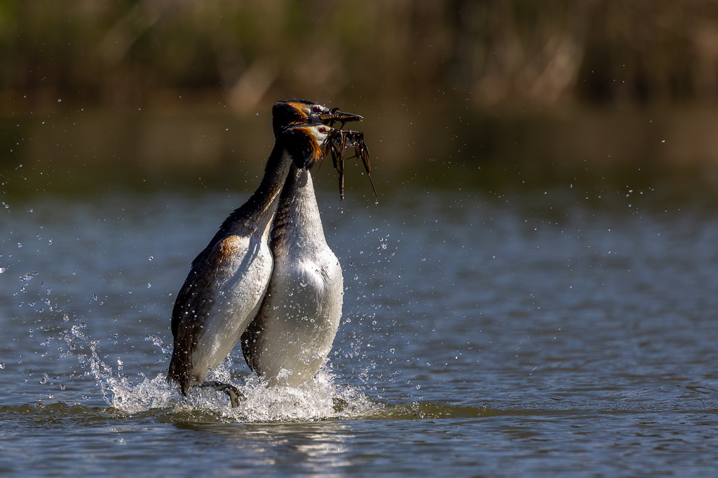 Birdpix.nl :: View bird picture - Podiceps cristatus / Fuut / Great ...
