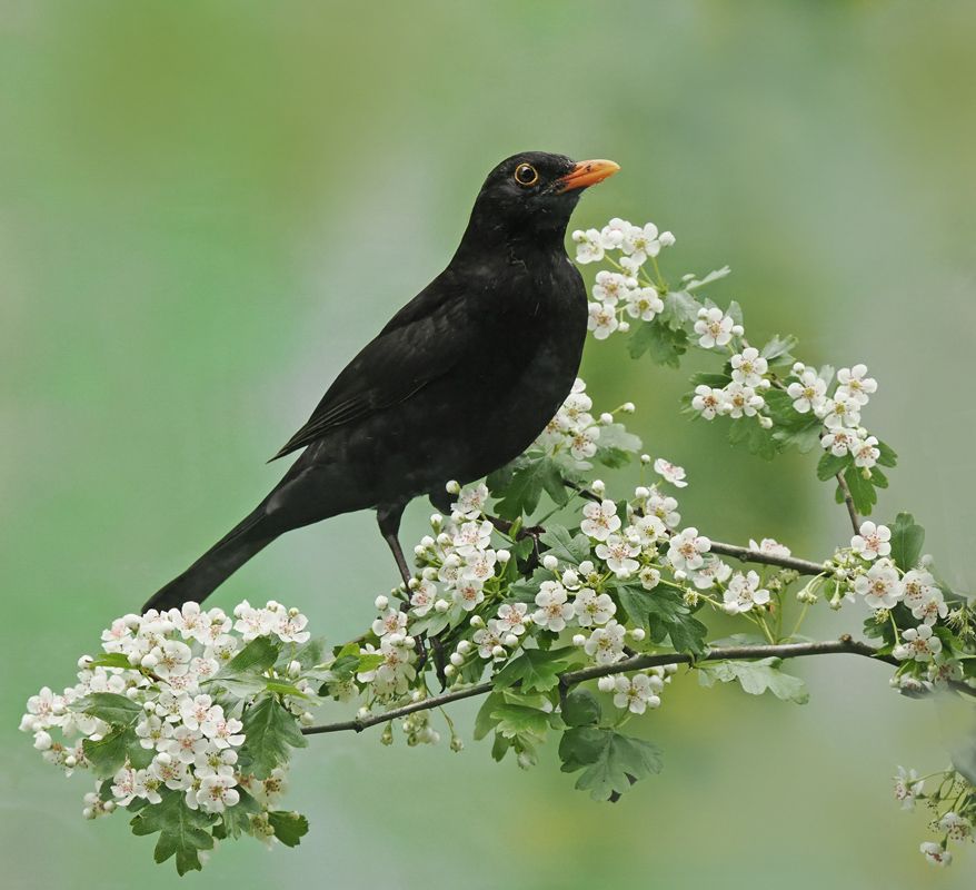 Birdpix.nl :: View bird picture - Turdus merula / Merel / Common Blackbird