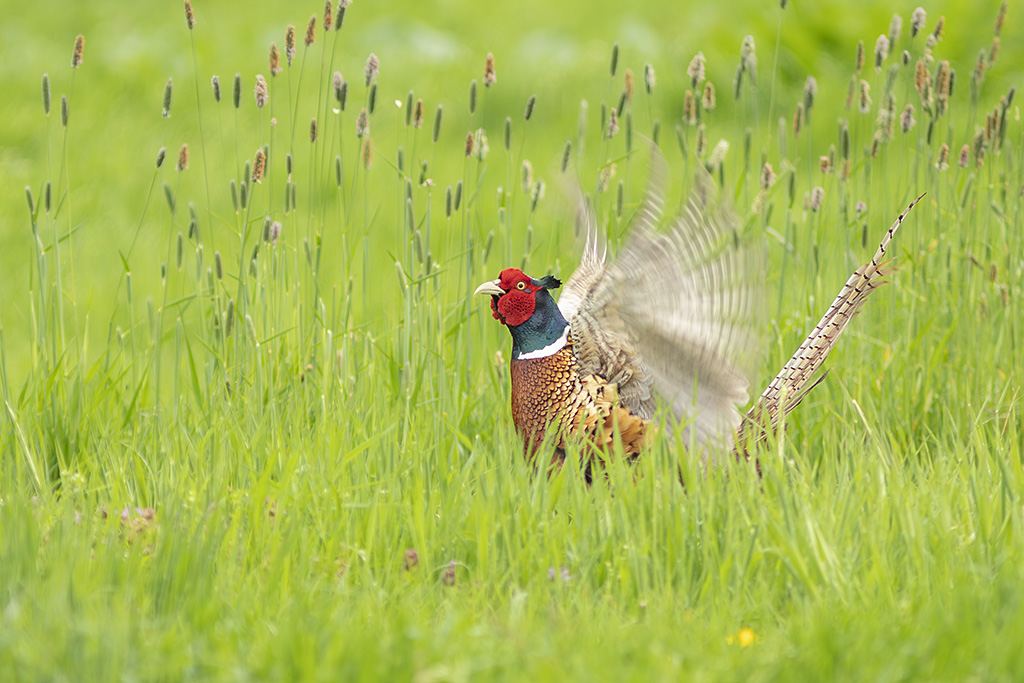Birdpix.nl :: View bird picture - Phasianus colchicus / Fazant / Common ...