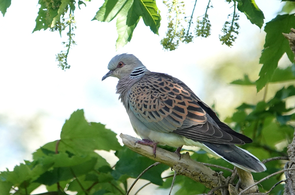 Birdpix.nl :: View bird picture - Streptopelia turtur / Zomertortel ...