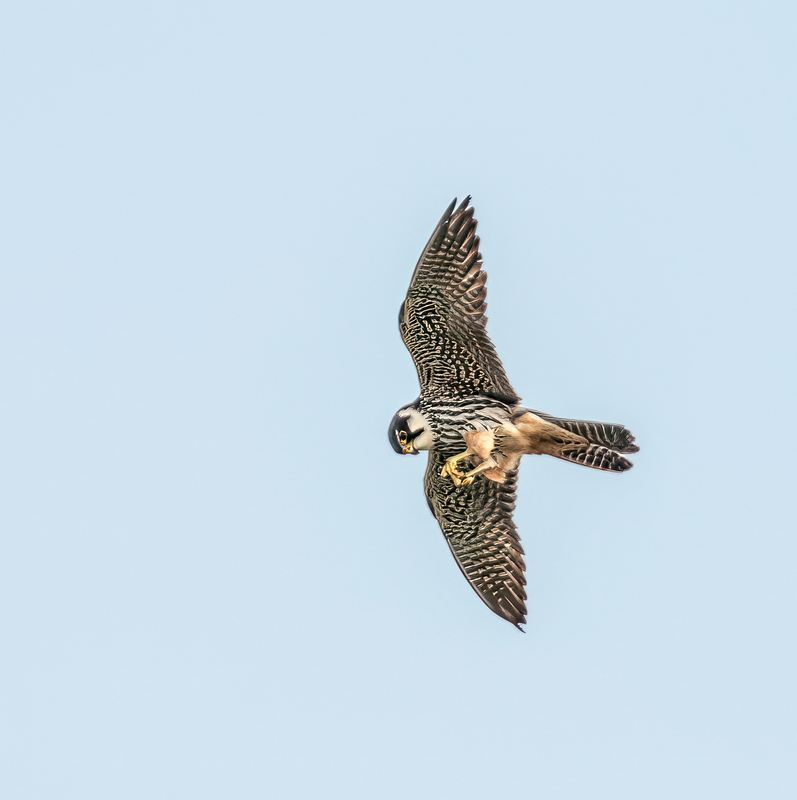 Birdpix.nl :: View bird picture - Falco subbuteo / Boomvalk / Eurasian ...