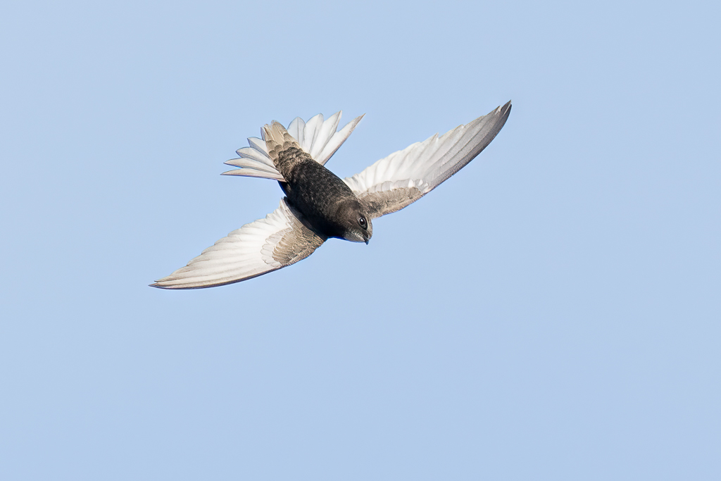 Birdpix.nl :: View bird picture - Apus apus / Gierzwaluw / Common Swift