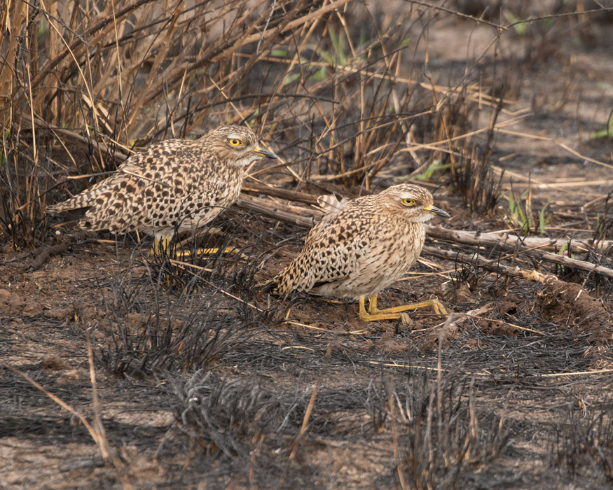 Birdpix.nl :: View bird picture - Burhinus capensis / Kaapse Griel ...