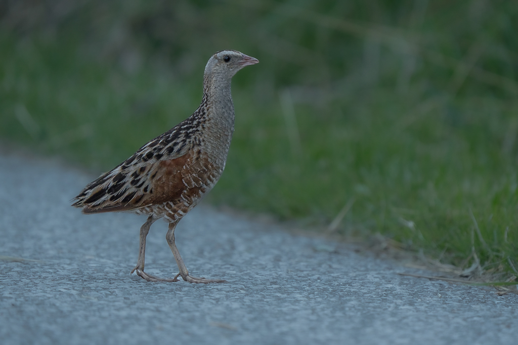 Birdpix.nl :: View bird picture - Crex crex / Kwartelkoning / Corn Crake