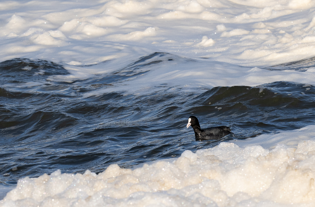 Birdpix.nl :: View bird picture - Fulica atra / Meerkoet / Eurasian Coot