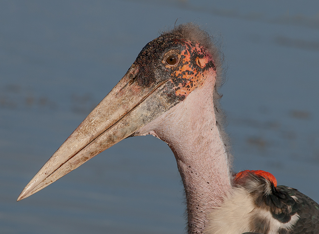 Birdpix.nl :: View bird picture - Leptoptilos crumenifer / Afrikaanse ...