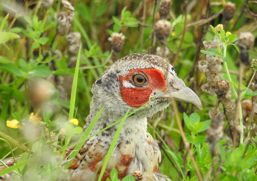 Birdpix.nl :: View bird picture - Phasianus colchicus / Fazant / Common ...