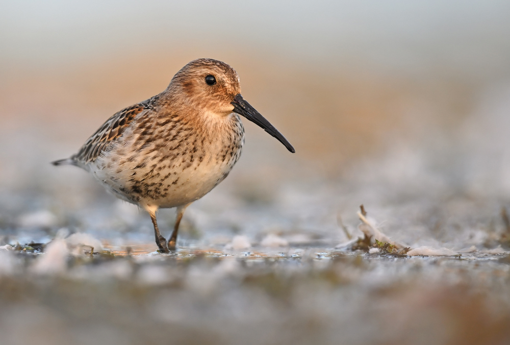 Birdpix.nl :: View bird picture - Calidris alpina / Bonte Strandloper ...