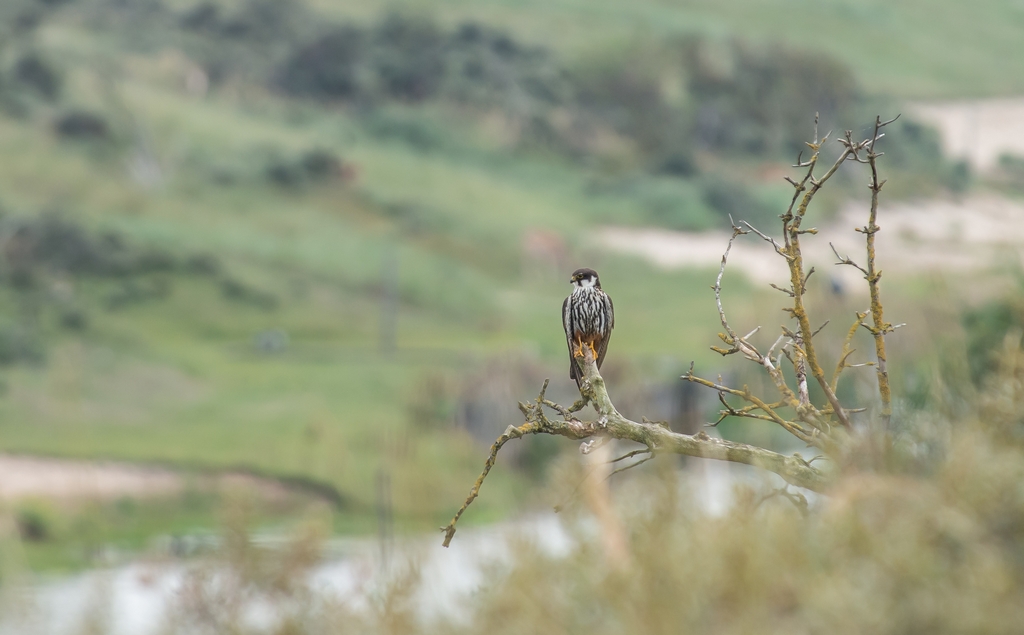 Birdpix.nl :: View bird picture - Falco subbuteo / Boomvalk / Eurasian ...