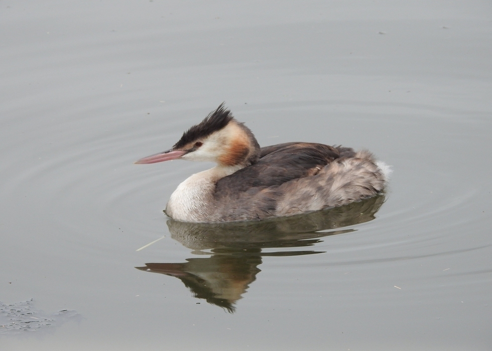 Birdpix.nl :: View bird picture - Podiceps cristatus / Fuut / Great ...