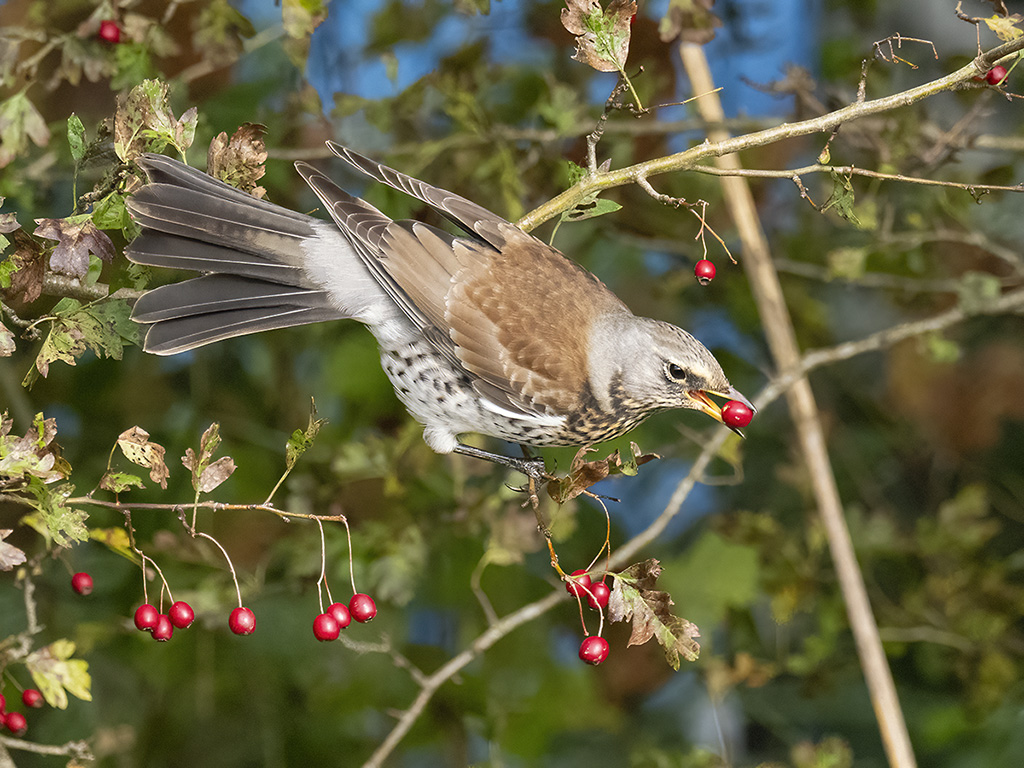 Birdpix.nl :: View bird picture - Turdus pilaris / Kramsvogel / Fieldfare