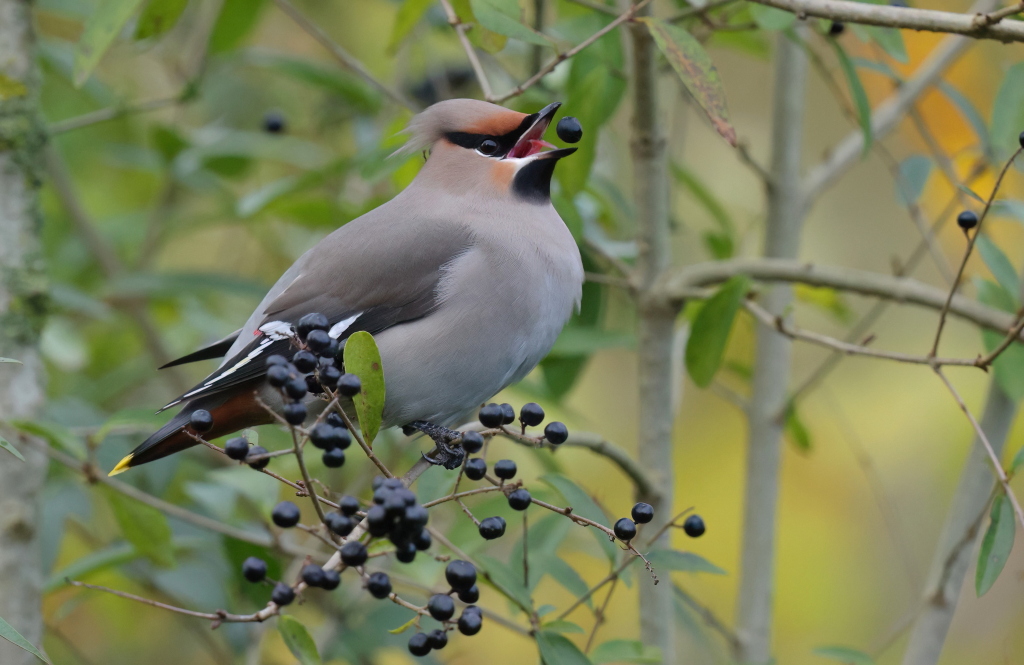 Birdpix.nl :: View bird picture - Bombycilla garrulus / Pestvogel / Bohemian Waxwing