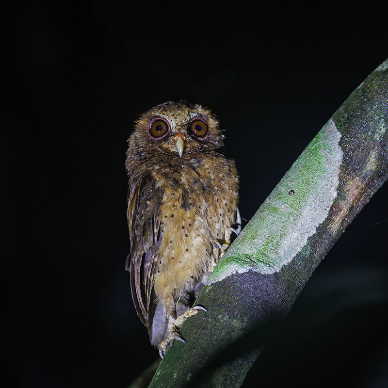 Birdpix.nl :: View bird picture - Otus rufescens / Rosse Dwergooruil ...