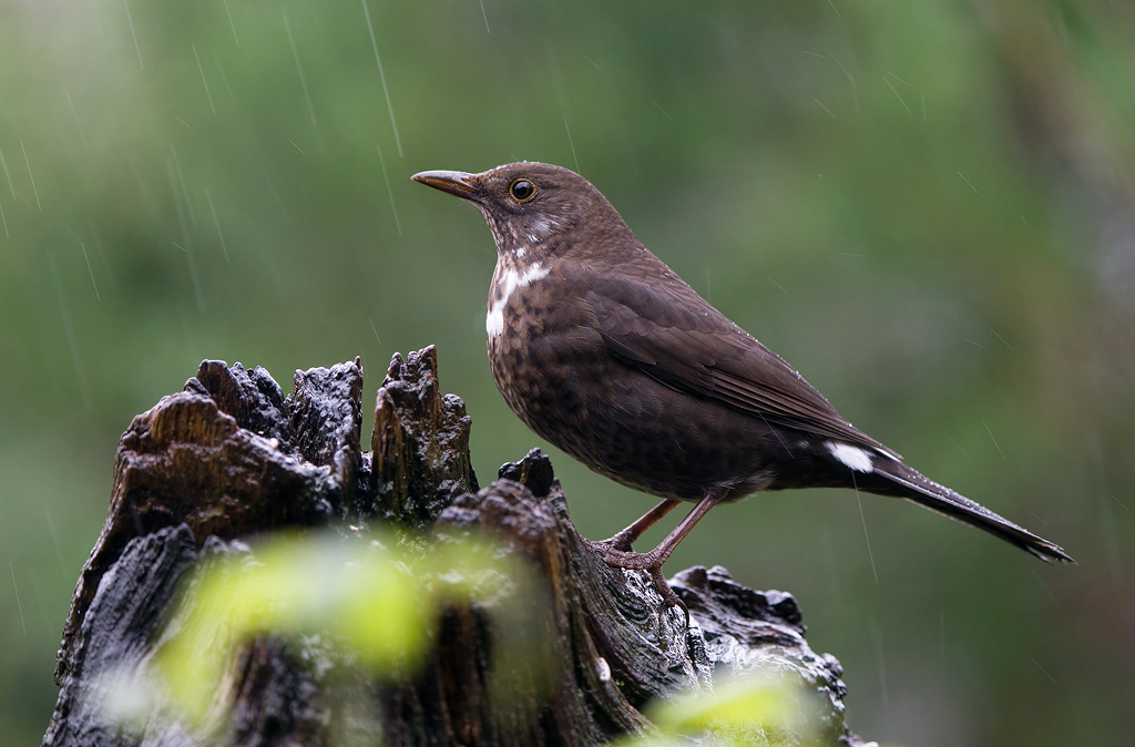 Birdpix.nl :: View bird picture - Turdus merula / Merel / Common Blackbird