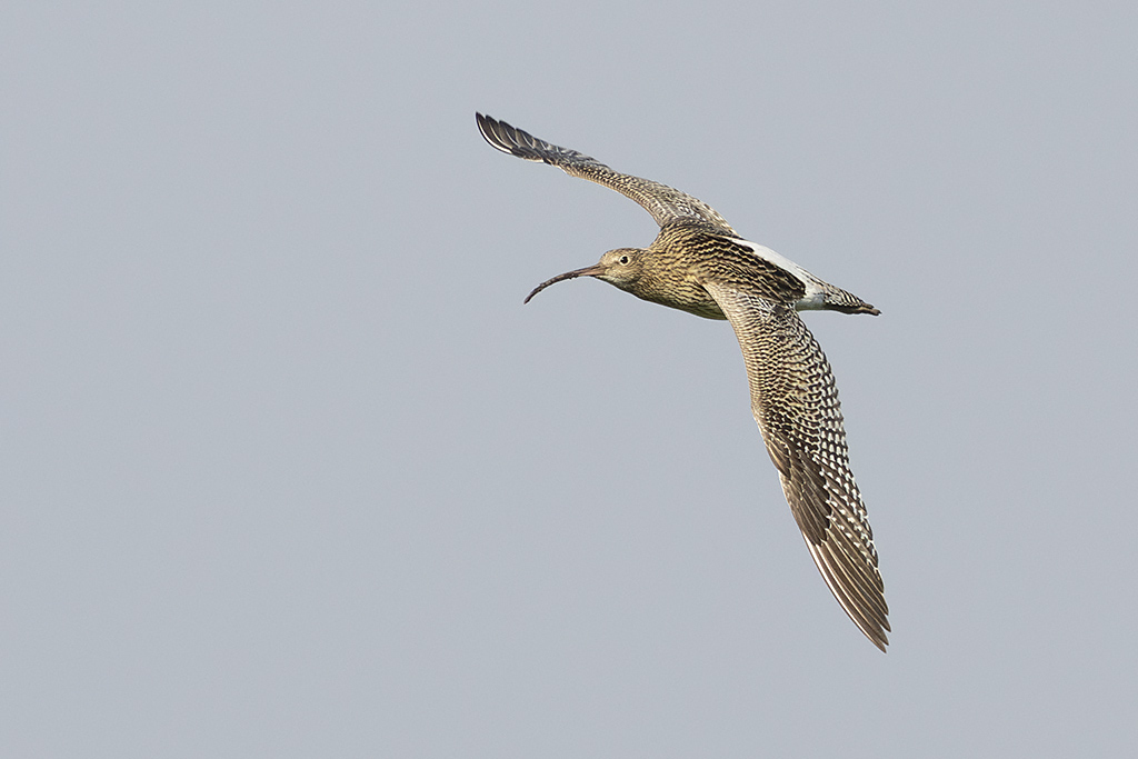 Birdpix.nl :: View bird picture - Numenius arquata / Wulp / Eurasian Curlew