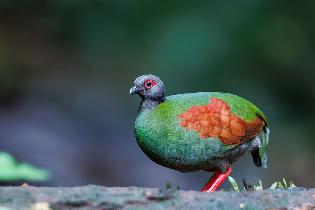 Birdpix.nl :: View bird picture - Rollulus rouloul / Roelroel / Crested ...
