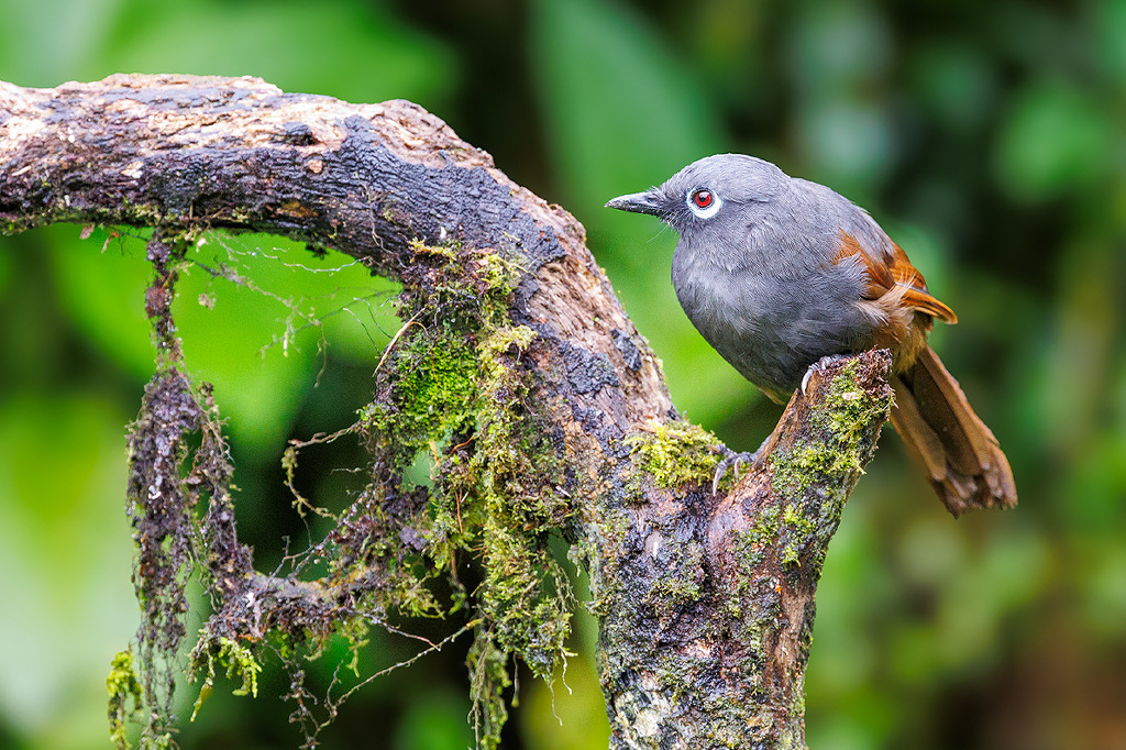 Birdpix.nl :: View bird picture - Garrulax palliatus / Grijsbruine ...