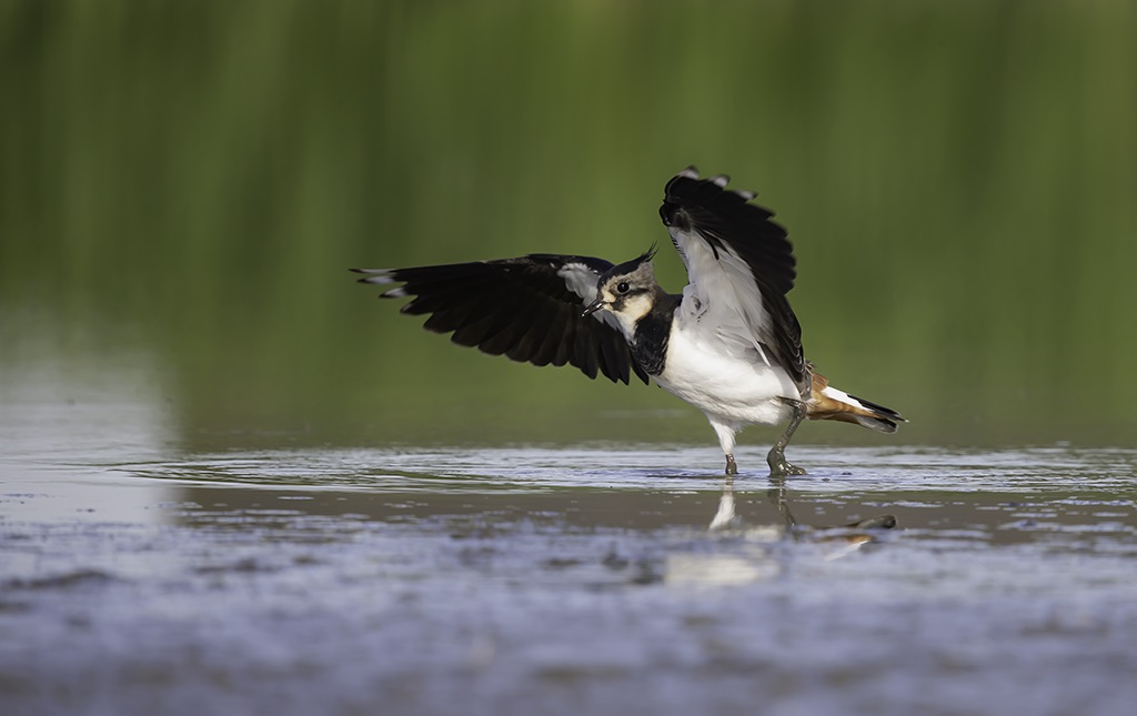 Birdpix.nl :: View bird picture - Vanellus vanellus / Kievit / Northern ...
