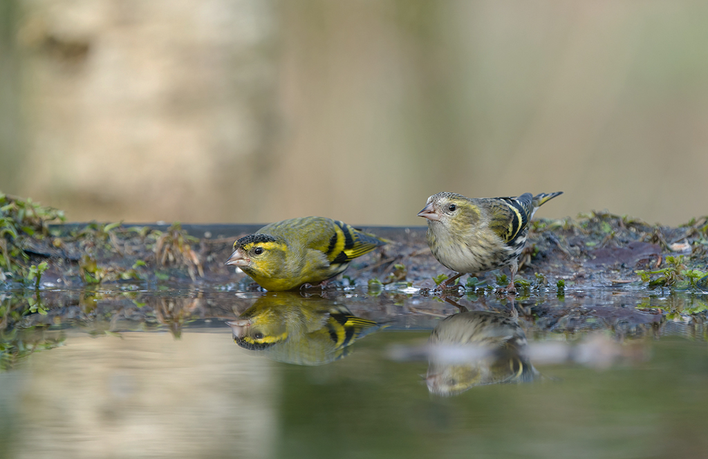 Birdpix.nl :: View bird picture - Spinus spinus / Sijs / Eurasian Siskin