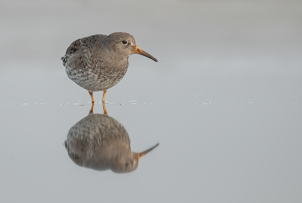 Birdpix.nl :: View bird picture - Calidris maritima / Paarse ...
