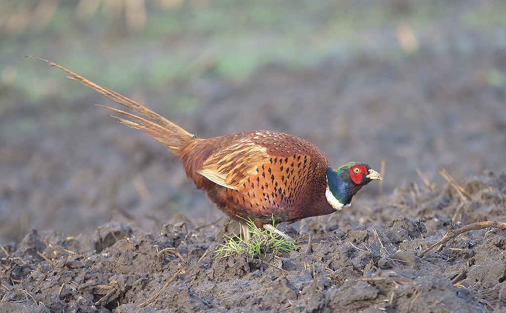 Birdpix.nl :: View bird picture - Phasianus colchicus / Fazant / Common ...