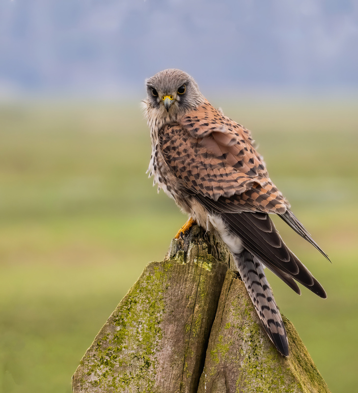 Birdpix.nl :: View bird picture - Falco tinnunculus / Torenvalk ...