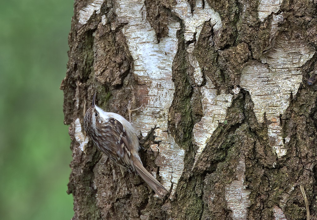 Birdpix.nl :: View bird picture - Certhia brachydactyla / Boomkruiper ...
