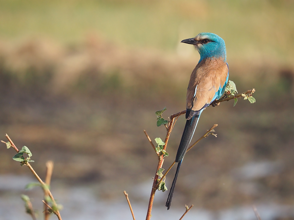 Birdpix.nl :: View bird picture - Coracias abyssinicus ...