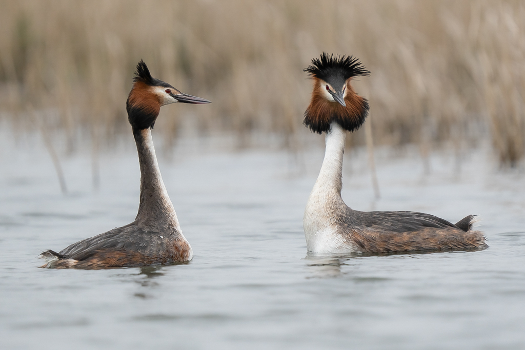 Birdpix.nl :: View bird picture - Podiceps cristatus / Fuut / Great ...