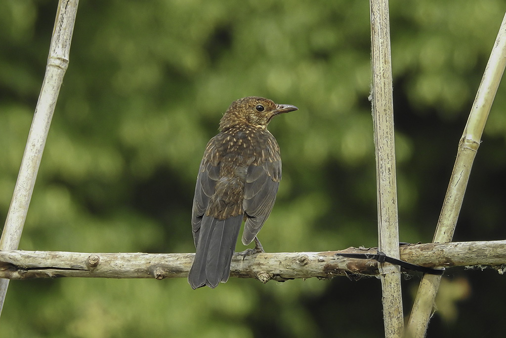 Birdpix.nl :: View bird picture - Turdus merula / Merel / Common Blackbird